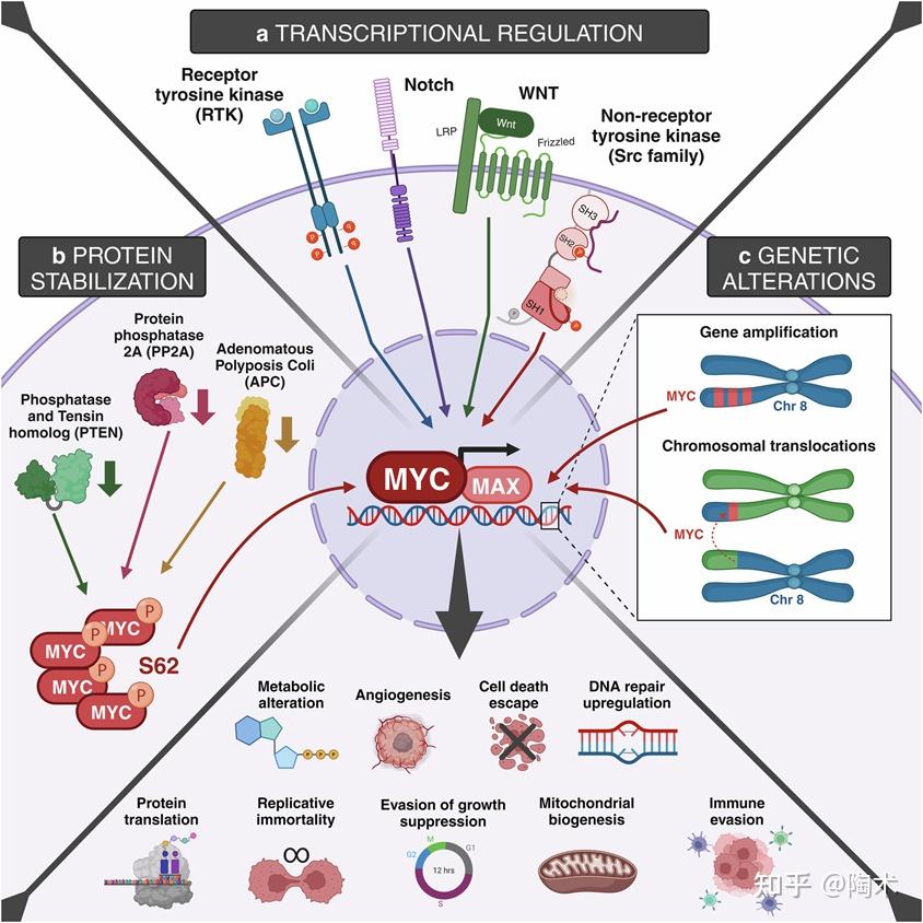 一文了解癌细胞中 RAS 和 MYC 癌基因之间的相互作用 - 知乎