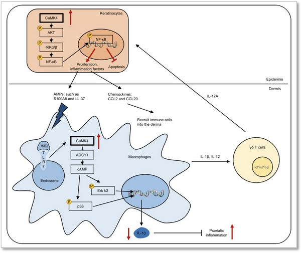 Nat Commun︱孙良丹团队揭示CaMK4在银屑病中的作用机制 - 知乎