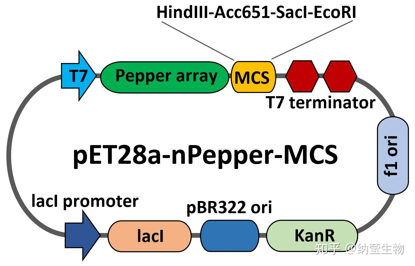 表达Pepper的质粒有哪些？怎么选择？ - 知乎