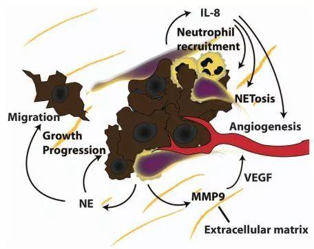 一种新型的细胞死亡方式——NETosis - 知乎
