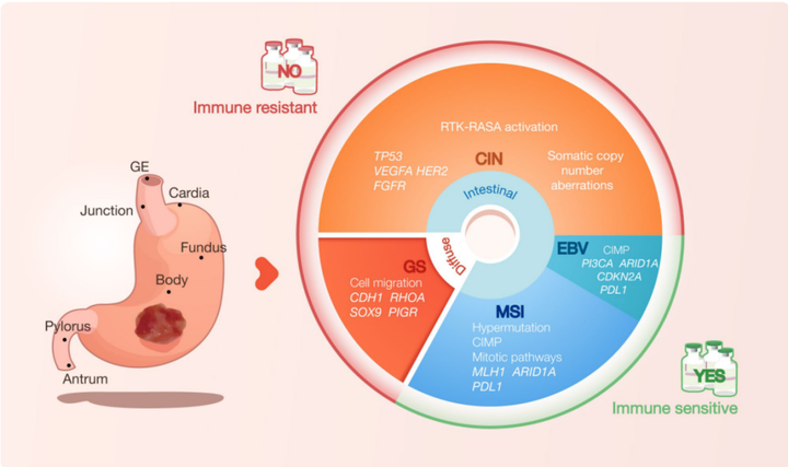 Mol Cancer综述：胃癌类器官的免疫逃逸与新药研究应用 - 知乎
