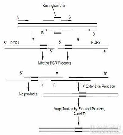 重叠延伸PCR实验 - 知乎