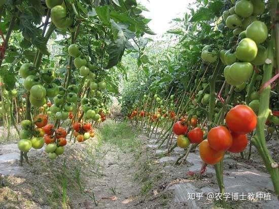 番茄总是落花落果？找准原因、及时防控，才能保证优质高产 知乎