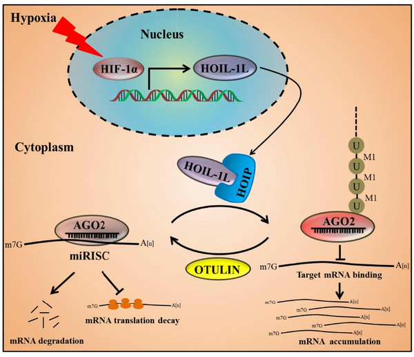 高分论文利器：云序RIP-seq在RNA甲基化，环状RNA等机制解析中的应用实例 - 知乎