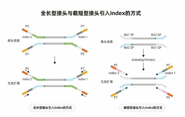 DNA文库构建的关键酶！一文教你快速上手TA克隆连接 - 知乎