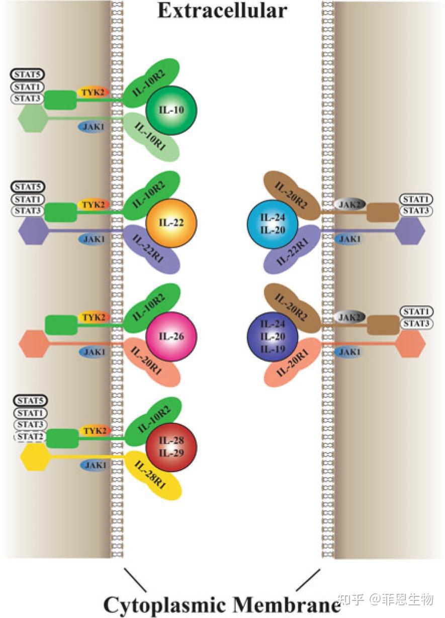 白介素10（IL-10）家族信号通路及生物学功能 - 知乎