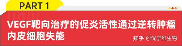 两篇肿瘤血管生成相关文献，搞清思路就简单了 - 知乎