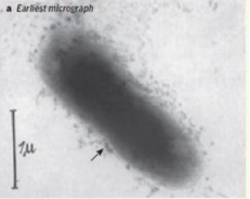 噬菌体的研究 - 知乎
