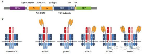 肿瘤治疗种子选手——TCR的结构及新型TCR-T技术 - 知乎
