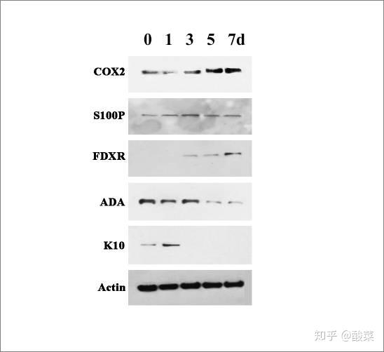 一步一步教你做WB图，超简单！ - 知乎