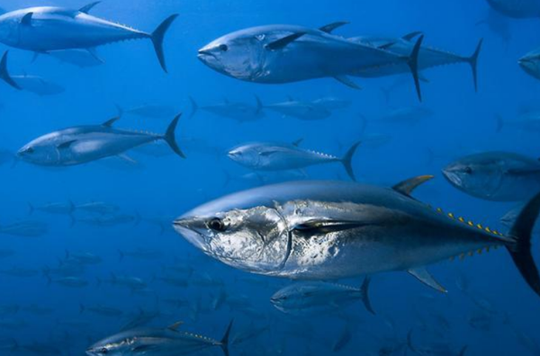 鱼油中的Omega-3纯度达到多少才对身体有效？ - 知乎