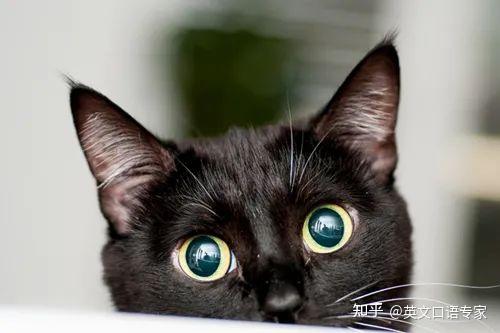 Why Do Cats Have Vertical Pupils? - 知乎