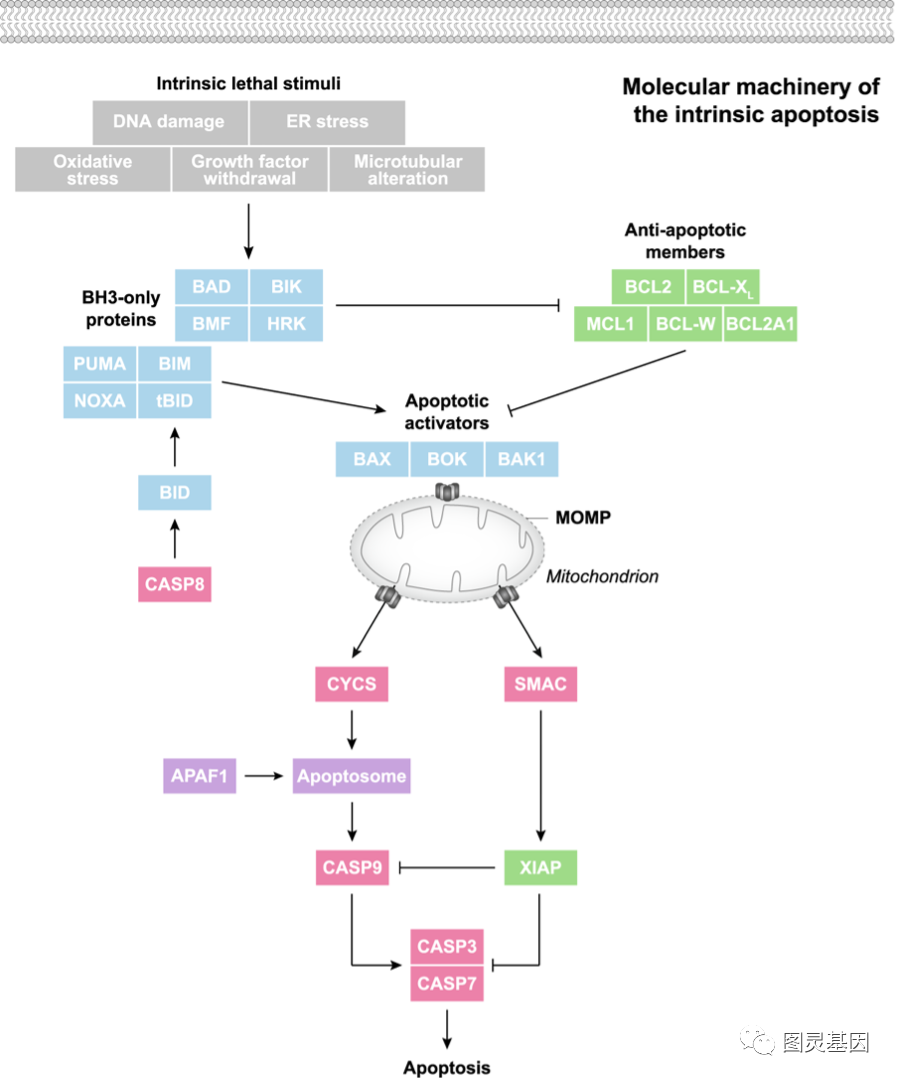 Cell Death Differ ｜ 疾病中的细胞凋亡---细胞死亡命名委员会目前的理解2023 - 知乎