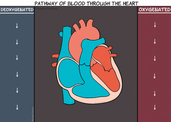 第 3 期 | 一分钟医学英语 | Cardiac structure-1 - 知乎