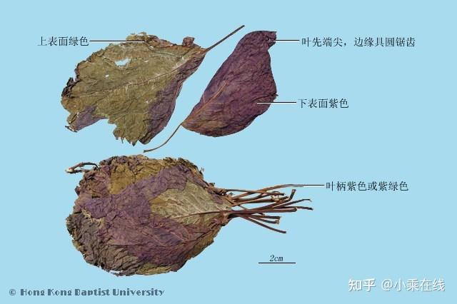 紫苏叶（中药材资料、植物图像、化学结构、含紫苏叶的中成药） - 知乎