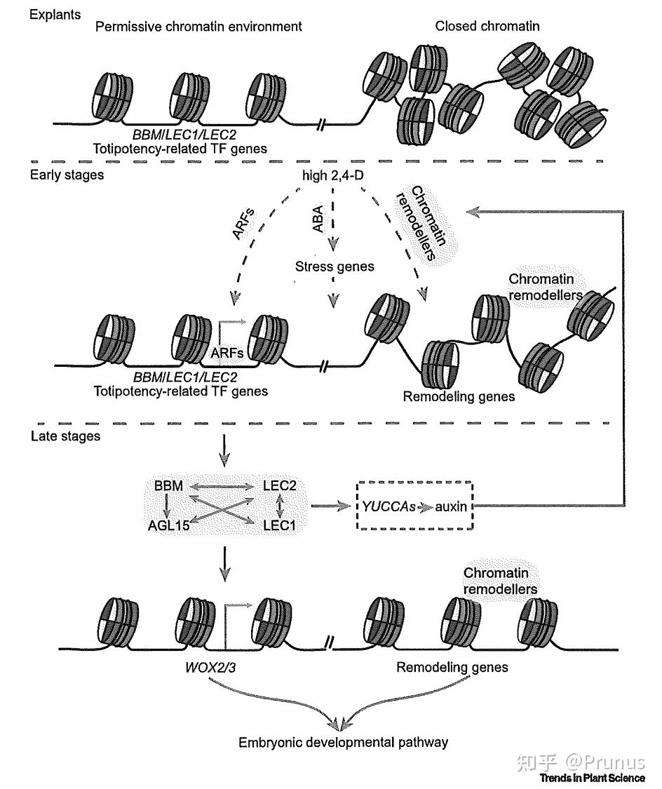 针对植物体细胞胚胎发生的分级基因调控网络 - 知乎