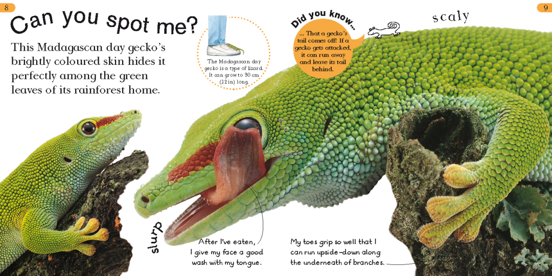 原版儿童科普英文读物 DK Look closer系列 - 知乎