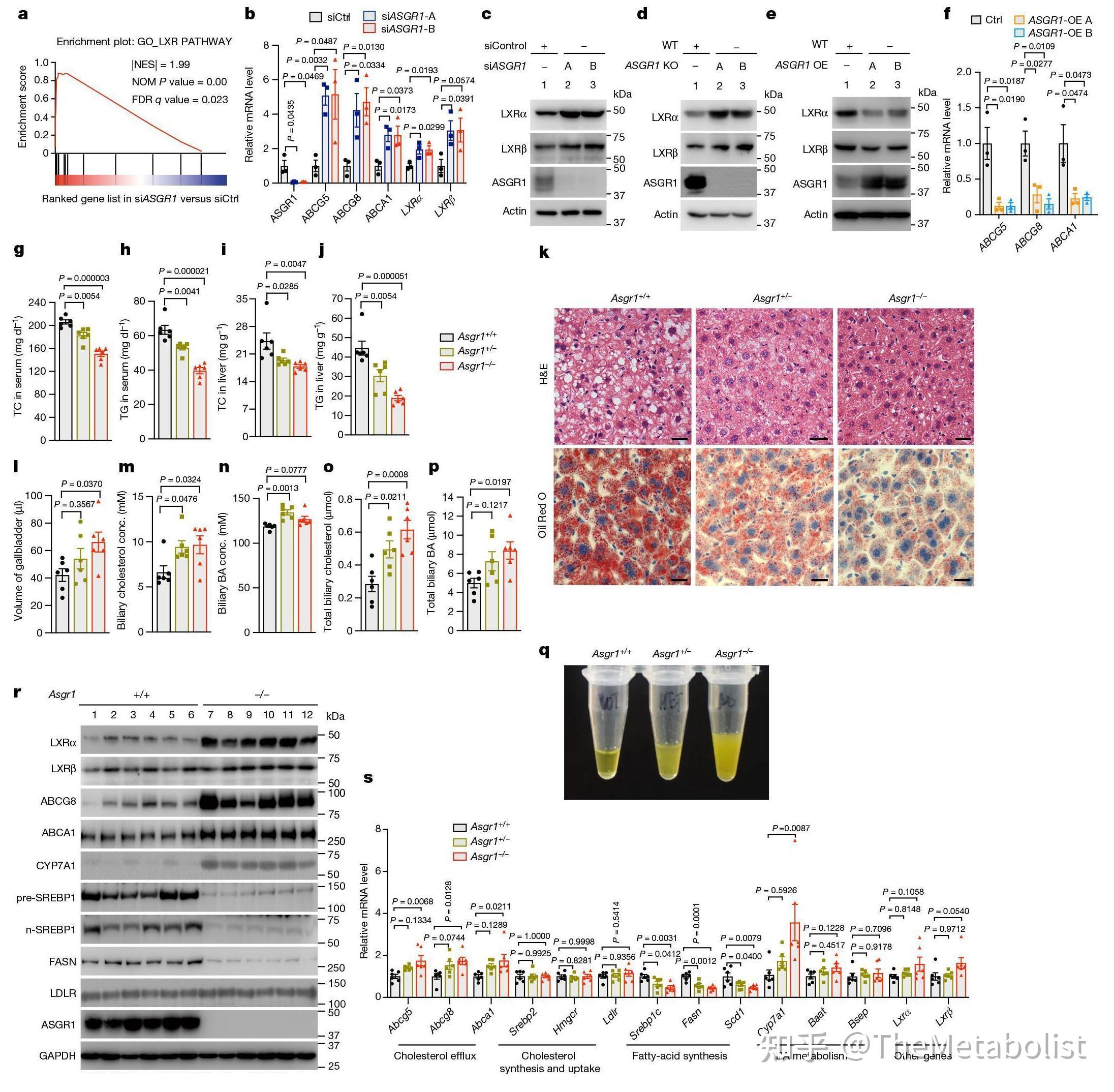 代谢学人--Nature: 驱逐胆固醇，Asgr1有奇效！ - 知乎
