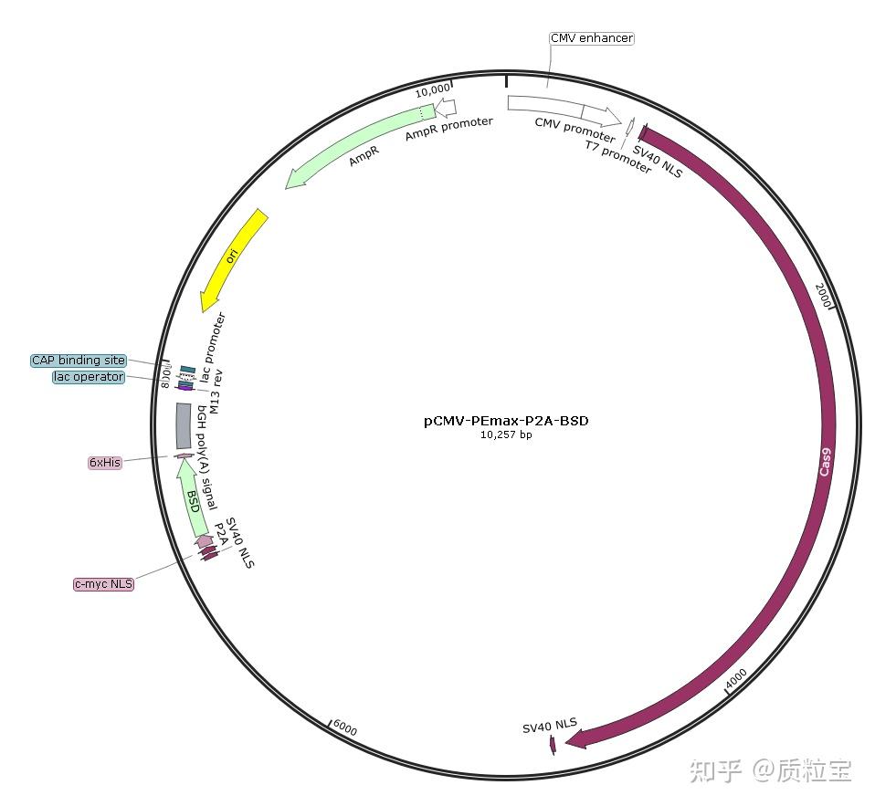 pCMV-PEmax-P2A-BSD(Plasmid #174821) - 知乎