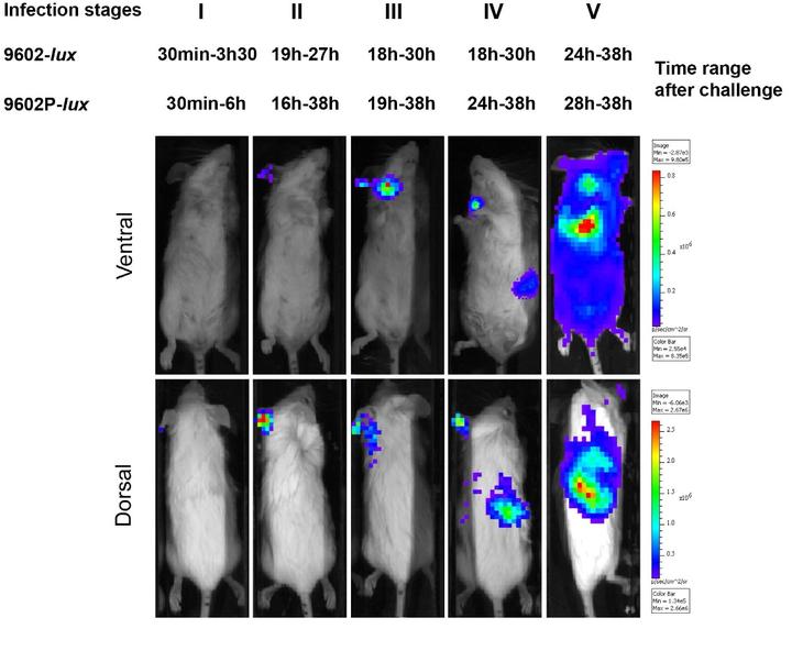 体内可见光光成像系统使用方法(以Xenogen IVIS 100系统为例) - 知乎