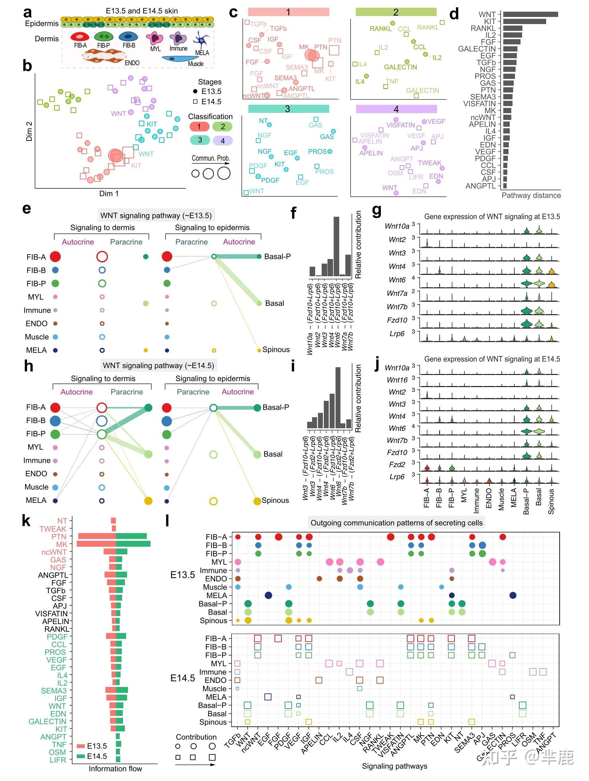 CellChat细胞通讯分析（上）--文献解读 - 知乎