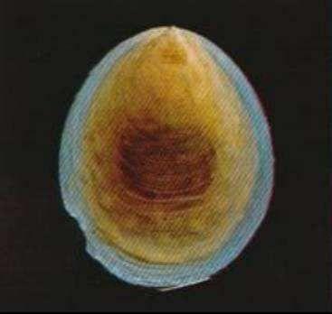 头足纲小传（29）瑕光微明：头足纲的起源，奈特氏锥 Knightoconus - 知乎