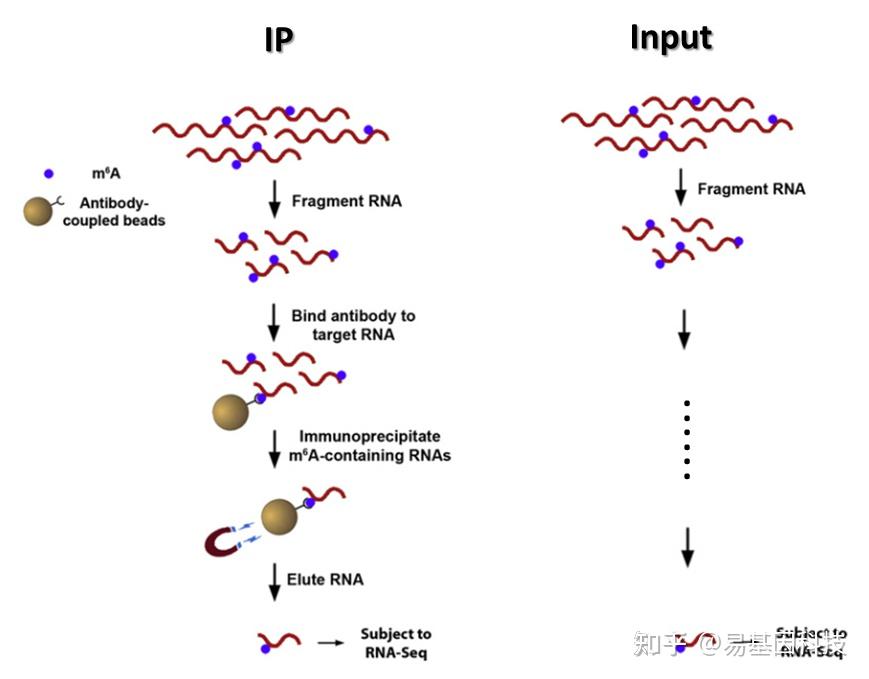 MeRIP-seq实验分析流程｜m6A-seq实验分析流程 - 知乎