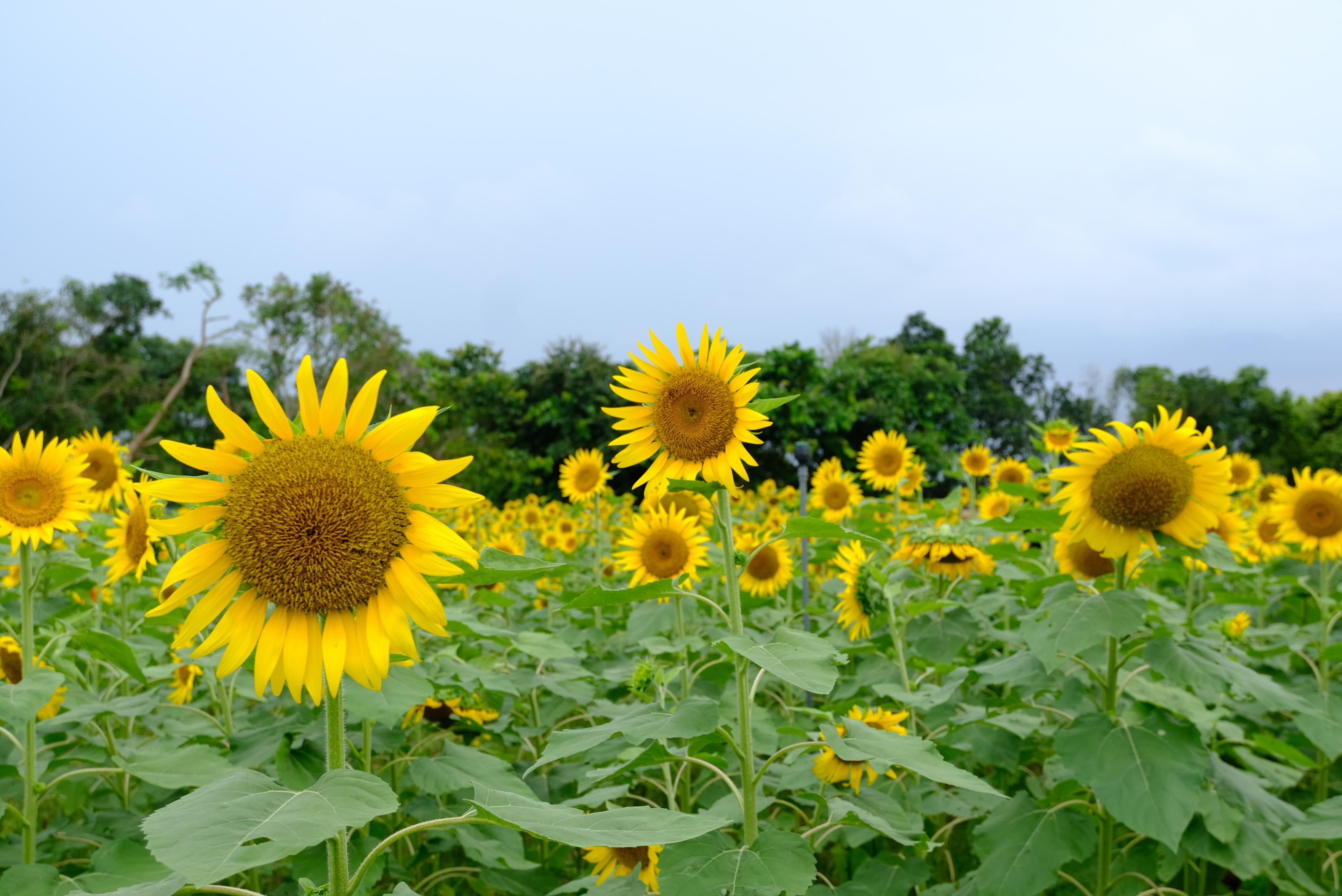 是back up 还是backup ？ 英语学习笔记 - 知乎