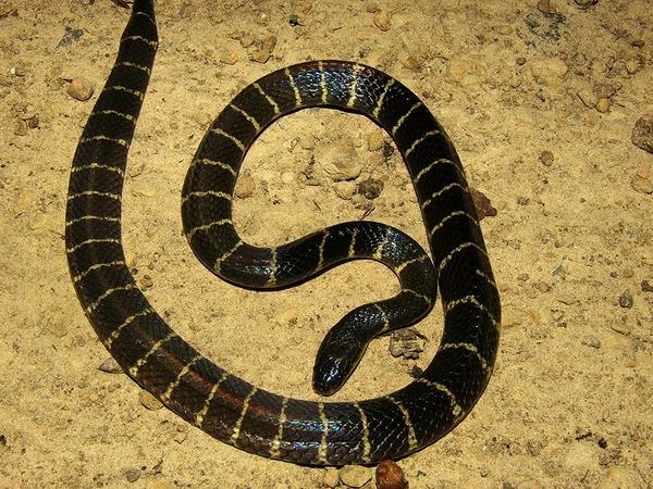 献给钟爱的Bungarus环蛇属（Krait) - 知乎