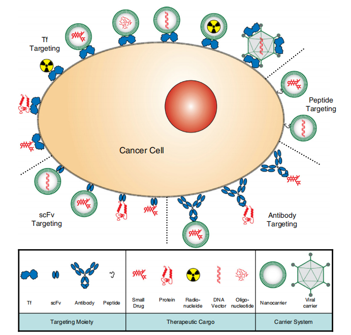一文揭秘！肿瘤和脑部疾病治疗新靶点--TFR1 - 知乎