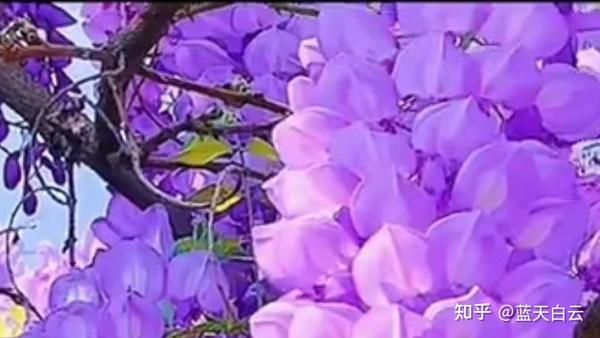 梦里紫色的花，又回归了凄凉 - 知乎