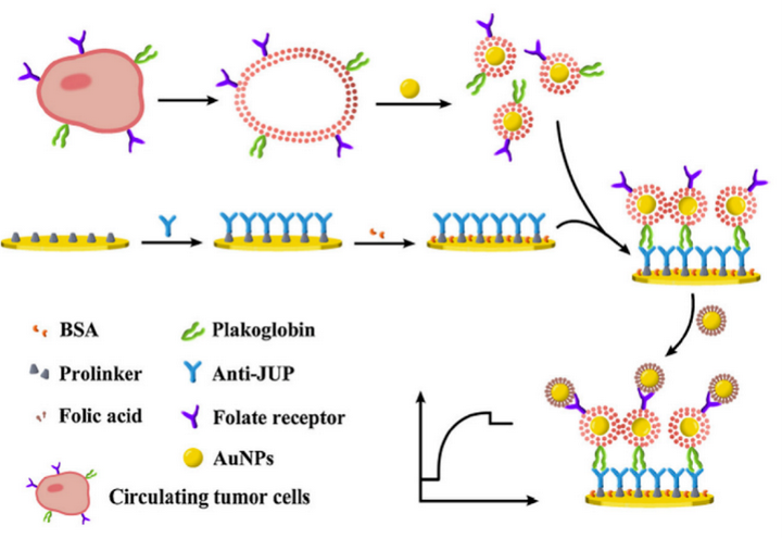 SPR技术在癌症生物标志物检测中的应用 - 知乎