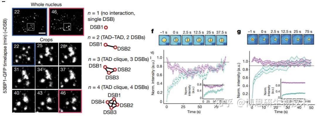 Nature | 新型DNA损伤染色质区室：D compartment - 知乎
