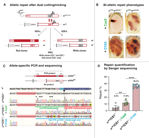 Sci Adv | Cas9/Nickase通过同源染色体模板修复诱导治疗遗传病 - 知乎
