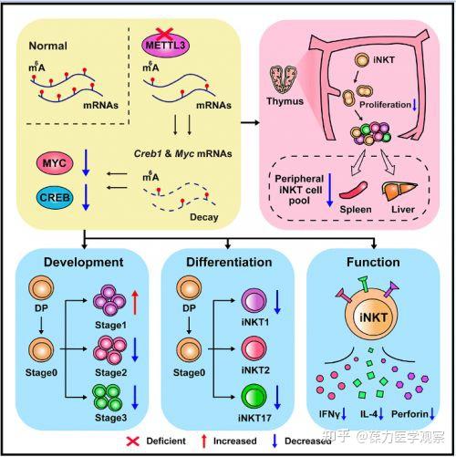 揭示Mettl3在调控iNKT细胞发育和分化过程中的重要功能 - 知乎