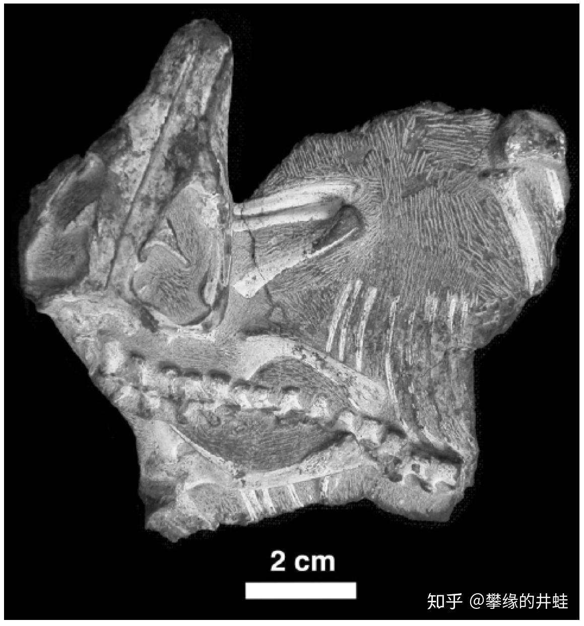 第二百五十六回 百兽图9：白云苍狗 - 知乎