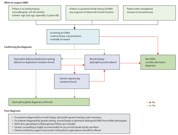 NucleoPro | DMD患者的曙光何时来临？ - 知乎