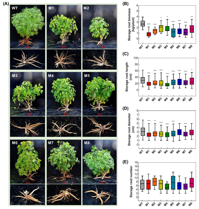 项目文章|PMB: 利用CRISPR/Cas9技术首次实现木薯淀粉品质改良 - 知乎