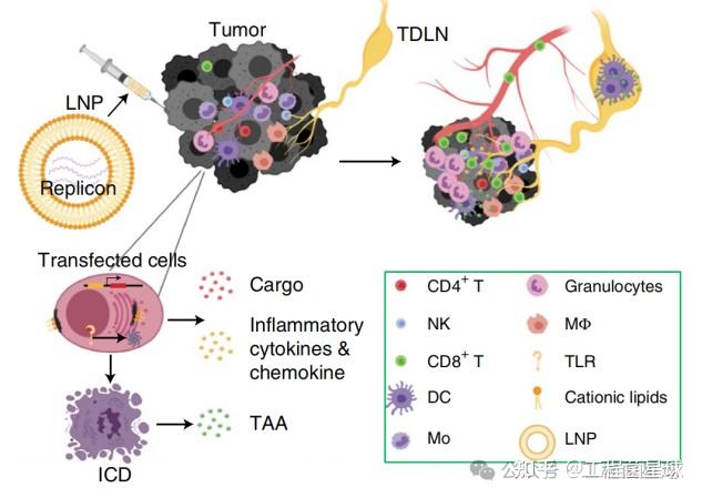 mRNA管线速览|STX-001——IL-12自复制mRNA肿瘤免疫疗法 - 知乎