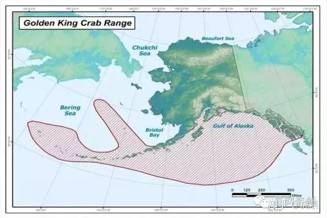 进击的巨蟹——俄罗斯帝王蟹 - 知乎