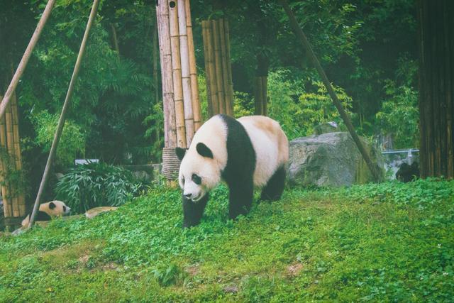 Pandas pandas