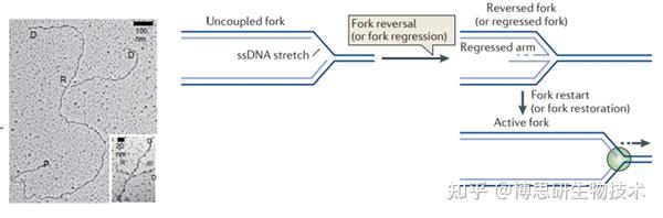 Science丨柳文鹏/David Cortez揭示 RAD51介导同源重组绕过CMG促进复制叉反转 - 知乎