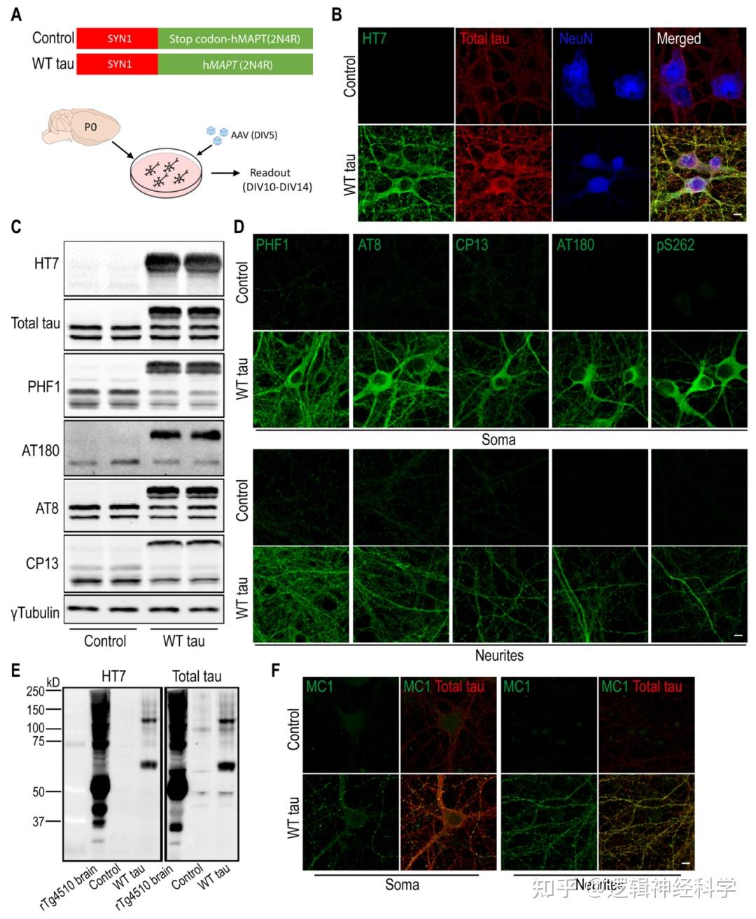 Mol Neurobiol︱德州大学休斯顿医学中心团队揭示天然tau蛋白和突变体P301L的不同功能 - 知乎