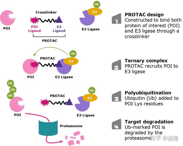 PROTAC靶向嵌合体的蛋白水解 - 知乎