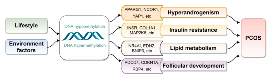 DNA甲基化相关高分综述速递 - 知乎