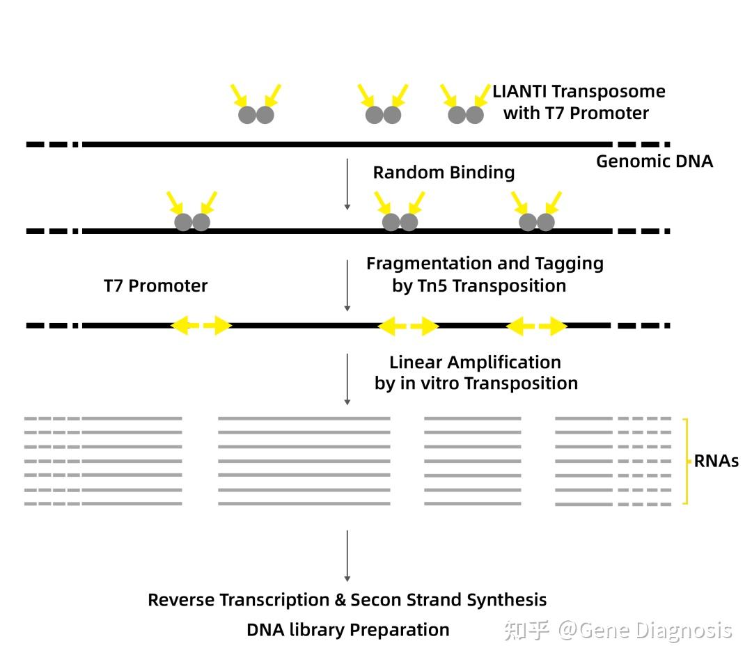 “Tn5”转座原理和应用 - 知乎