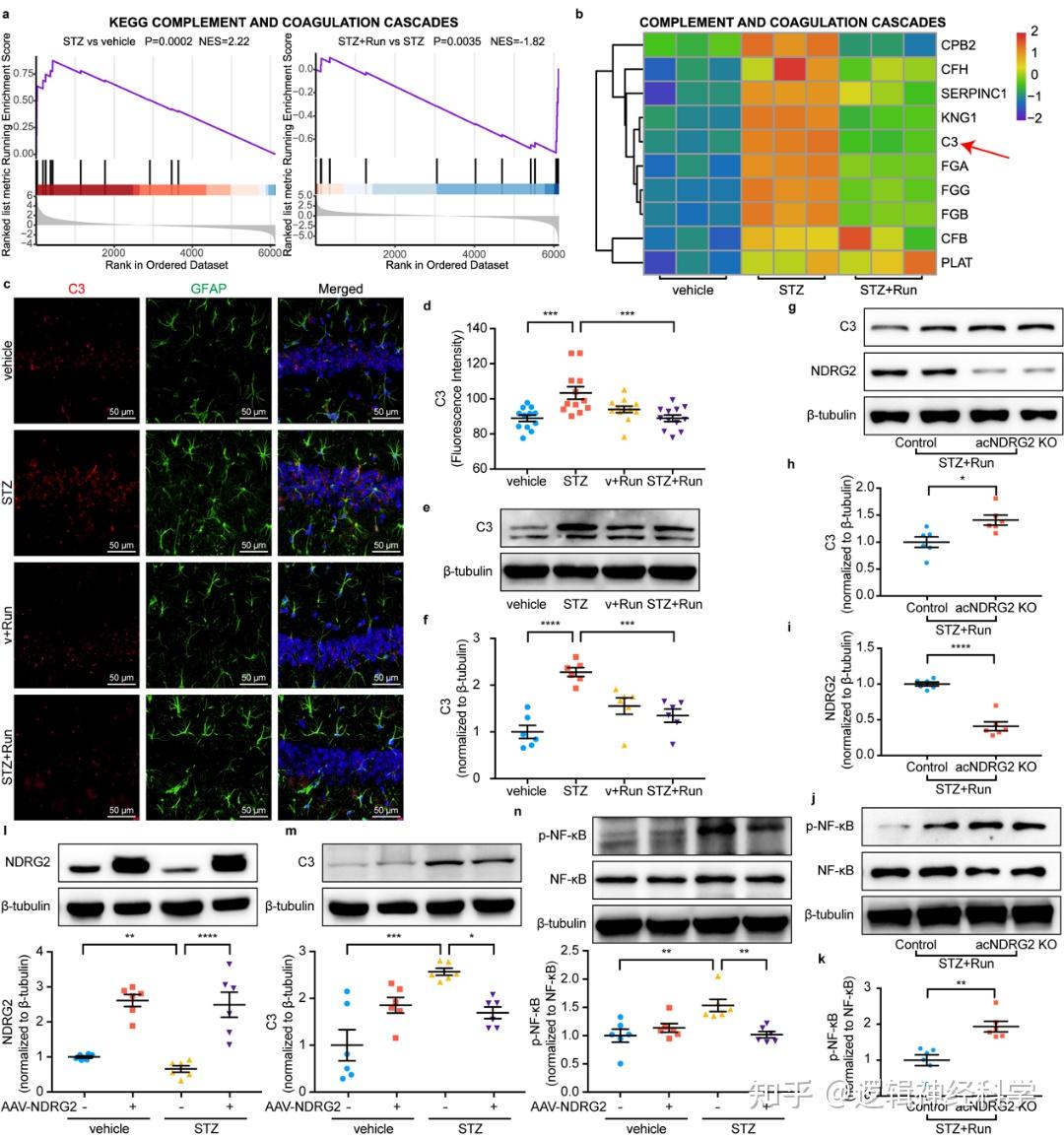 eBioMedicine︱西安交大王强课题组揭示星形胶质细胞NDRG2参与运动锻炼改善糖尿病认知功能障碍的新机制 - 知乎