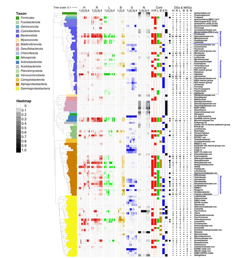 前沿研究|16s+宏基因组binning揭示大型藻类附生微生物群落核心组成 - 知乎