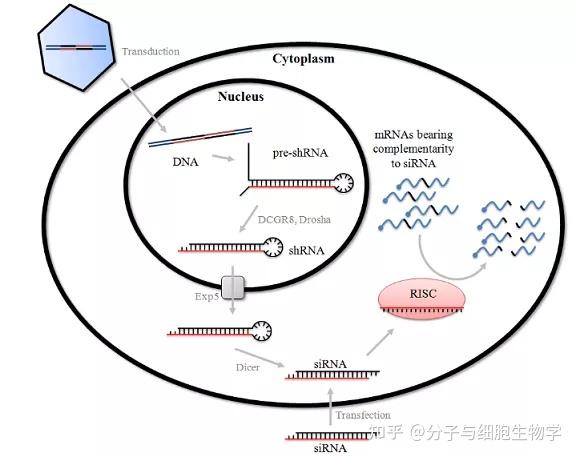 一文读懂miRNA与siRNA以及shRNA的关系 - 知乎