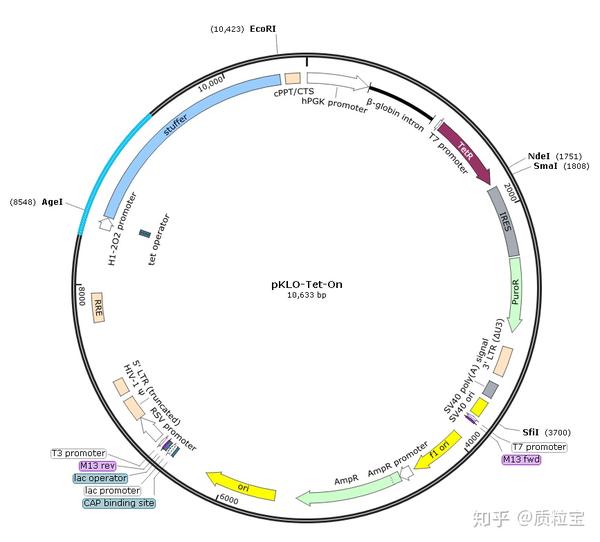 pLKO-Tet-ON 诱导型慢病毒干扰载体shRNA嘌呤霉素筛选 - 知乎